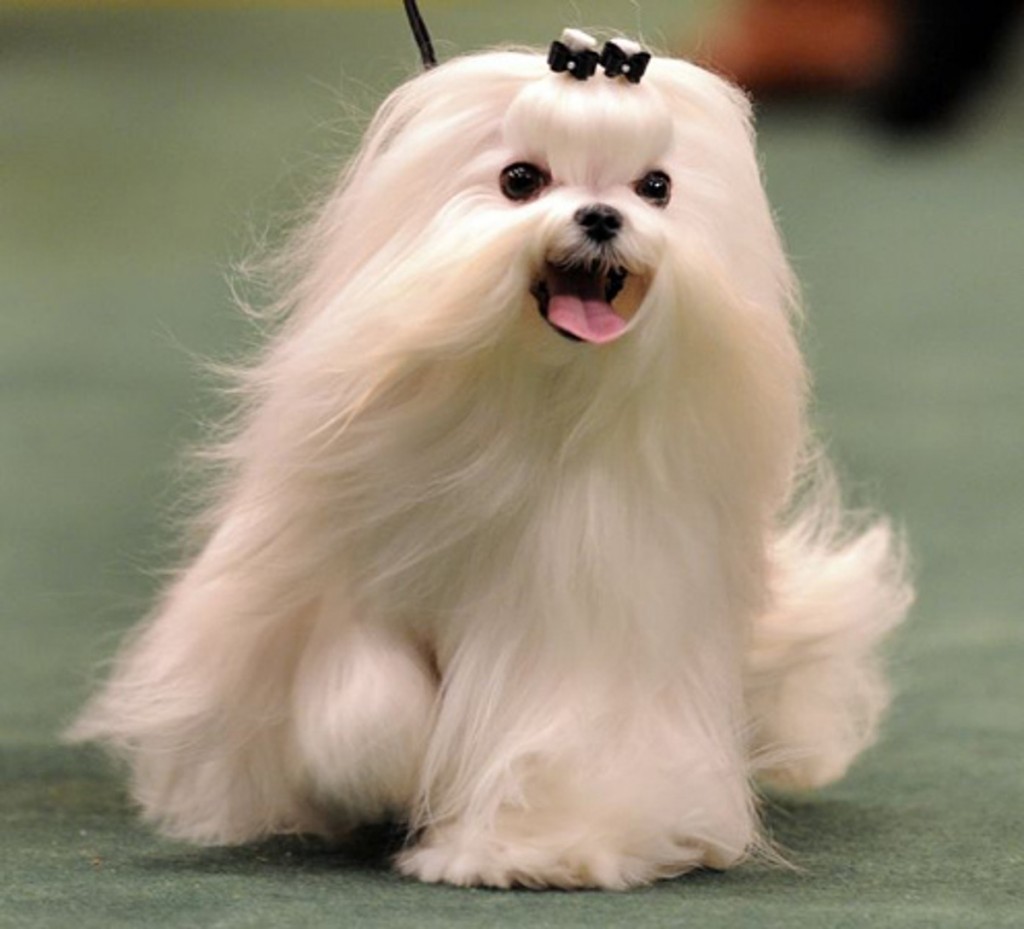 21 Cute Pet Dogs With Trendy Hairstyles Dog Fashion DogExpress 21 Cute Pet Dogs With Trendy Hairstyles Dog Fashion DogExpress