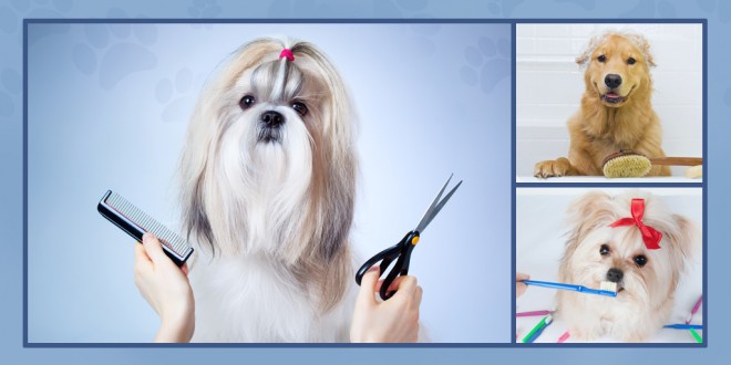 5 Dog Grooming Basics | DogExpress