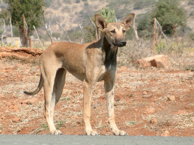 Indian Pariah Dog | DogExpress