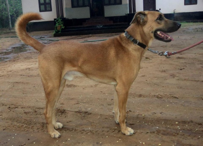 Kombai Dog Information,Photos | DogExpress