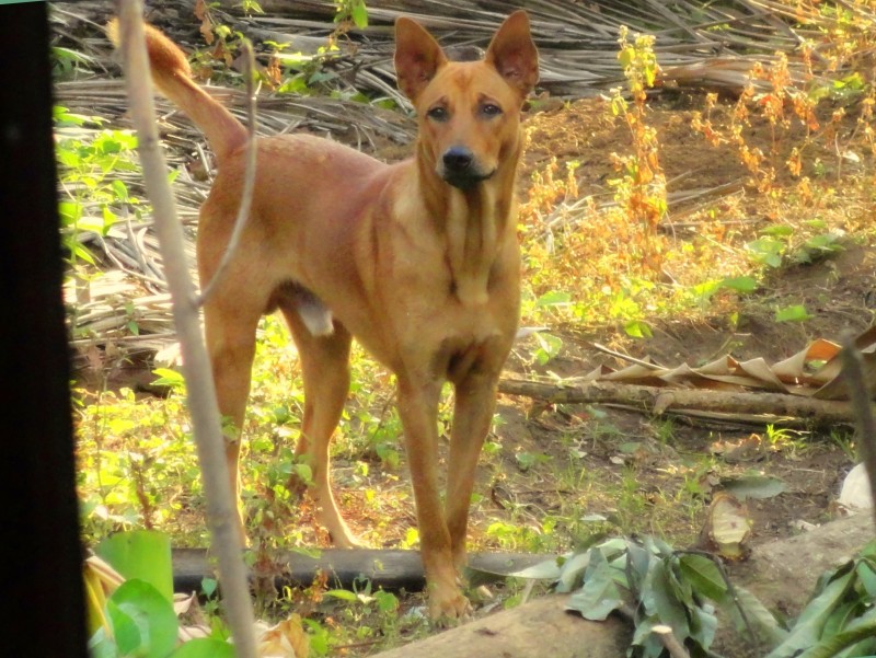 Indian Pariah Dog | DogExpress