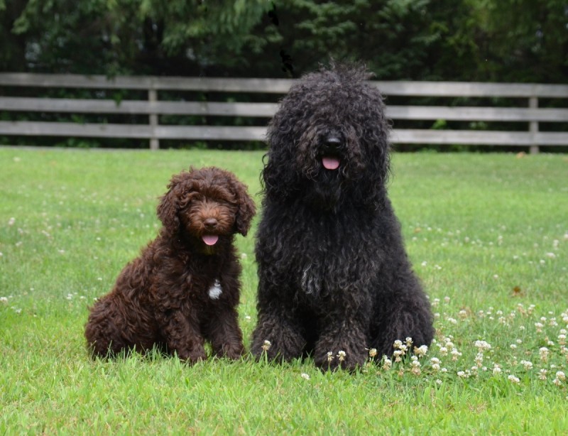 Barbet Dog | DogExpress
