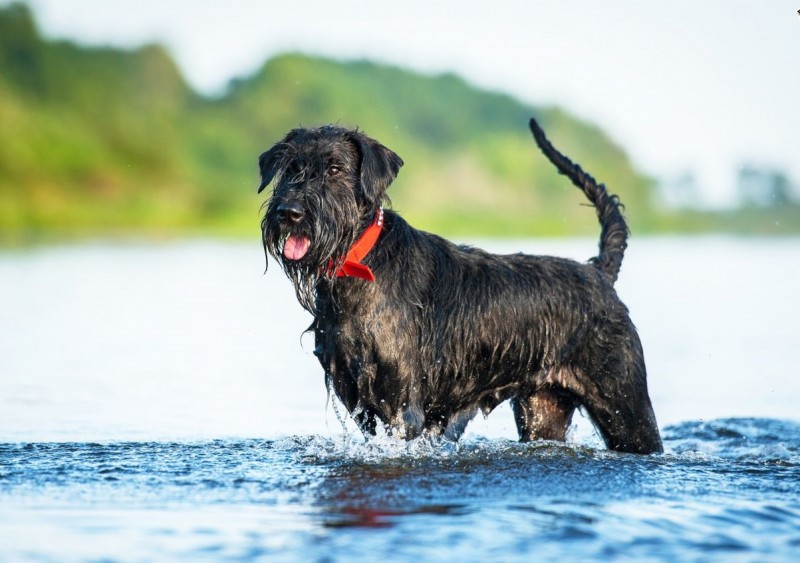 Giant Schnauzer Information, Photos, Grooming | DogExpress