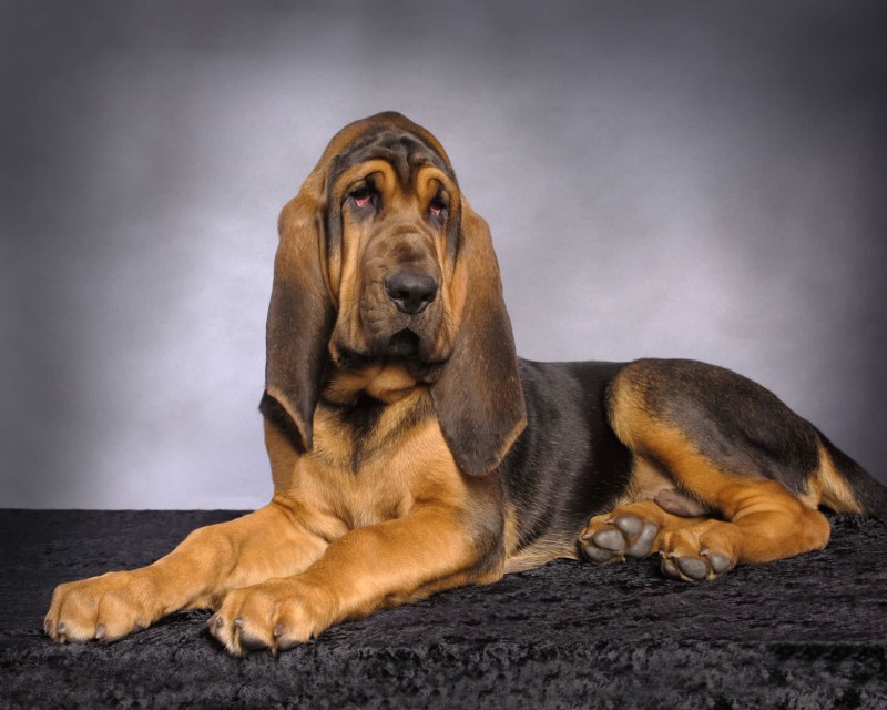 Bloodhound | DogExpress