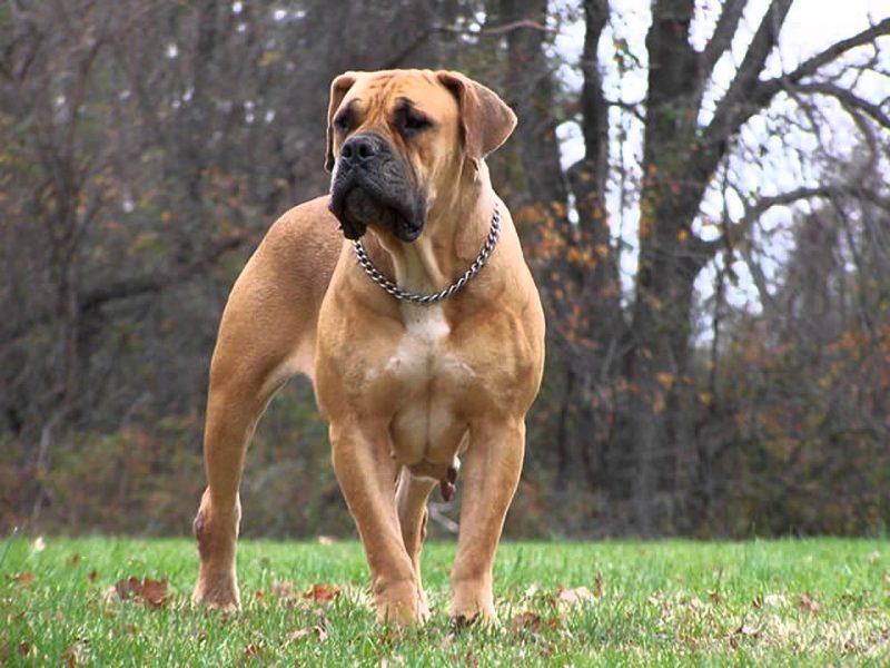 Boerboel | DogExpress