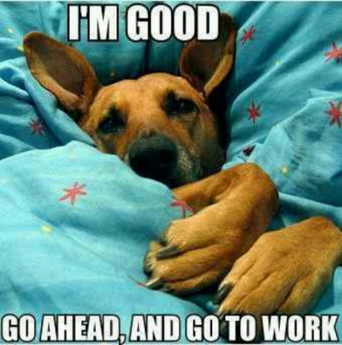 18 Funny Dog Memes That Will Make You LOL DogExpress