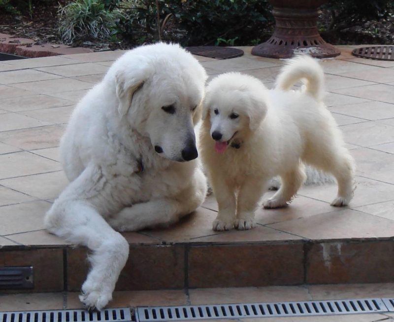 Kuvasz Dog Breed Information | DogExpress