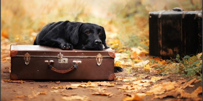 Pedigree Dogs Being Abandoned By Dog Owners | DogExpress