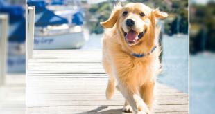 Top 7 Misconceptions About Pitbulls | DogExpress