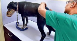 DogExpress | Dog News in India | Indian Dog Breeds