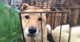 DogExpress | Dog News in India | Indian Dog Breeds